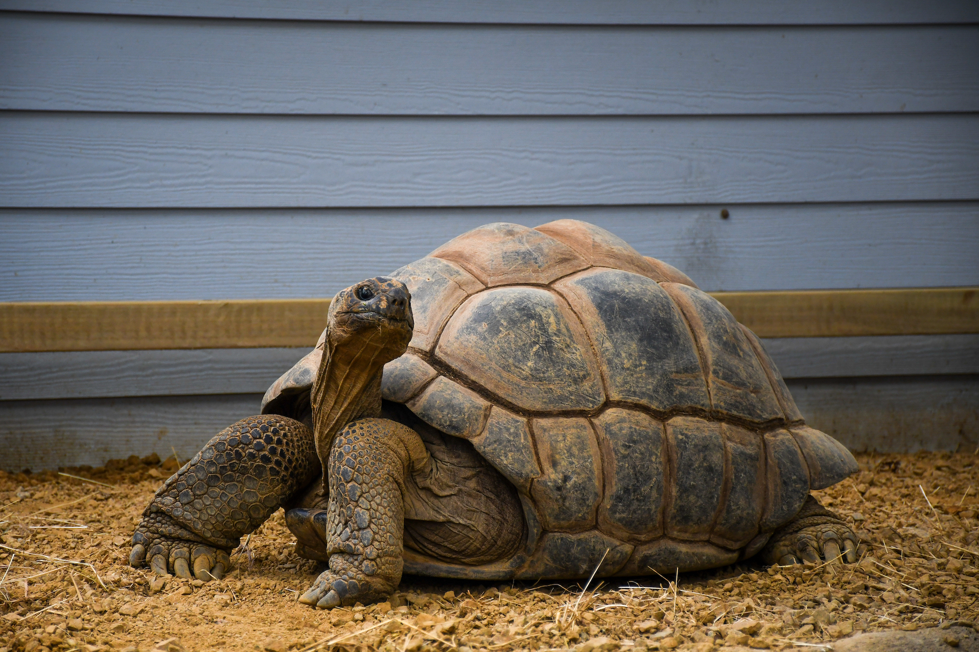 Sponsor, Tortoise Takeover Blog